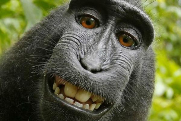 Foto Monyet Sumringah Asal Sulawesi Jadi Person Of The Year
