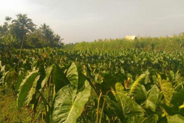 Balitbangtan Bentuk Riset Kolaboratif untuk Pengembangan Talas Beneng